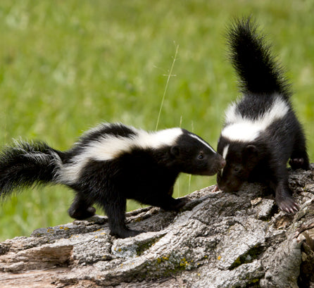 The Ingredient That's Causing A Stink – Happie Balm